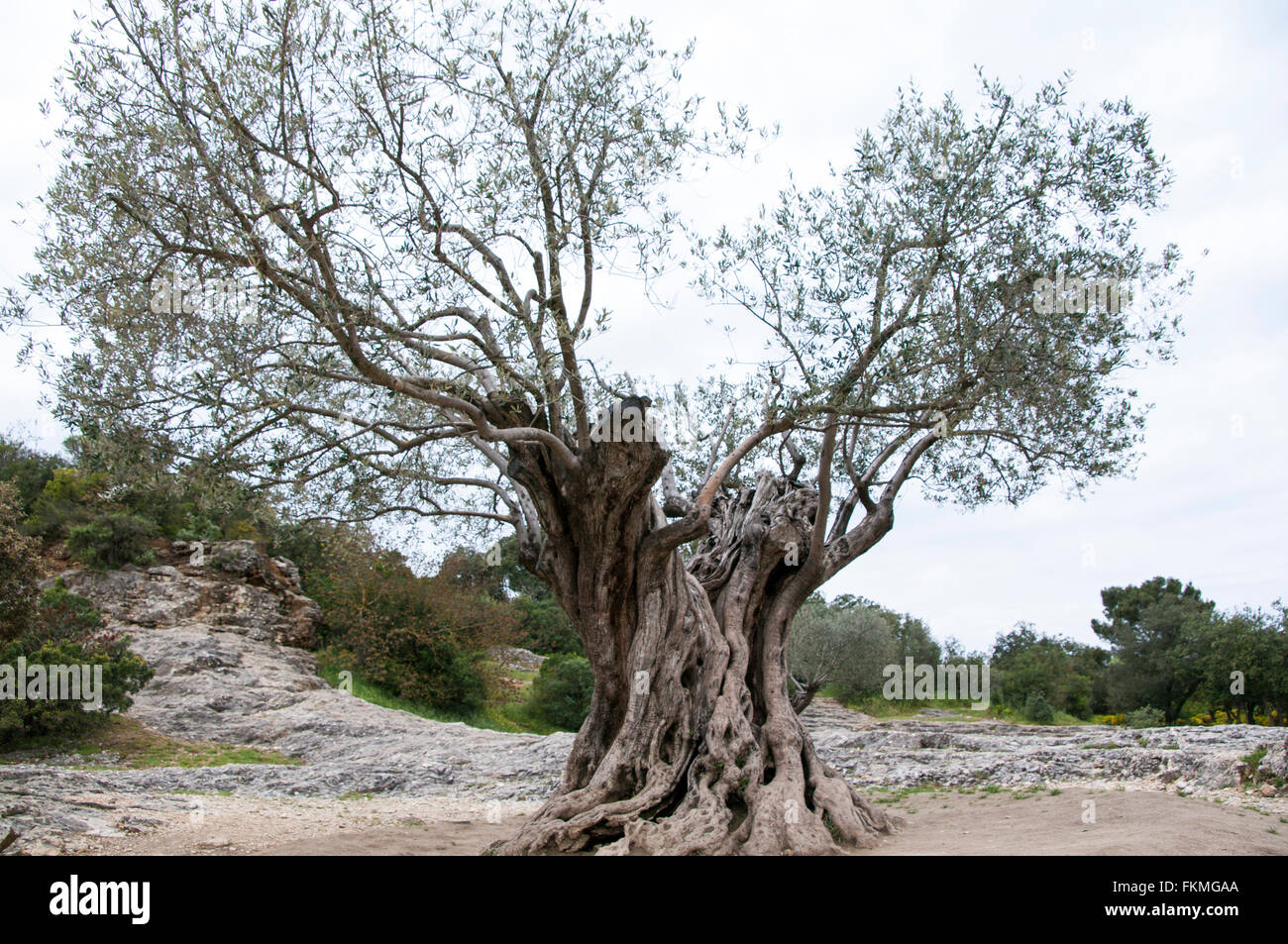 old olive tree Stock Photo - Alamy