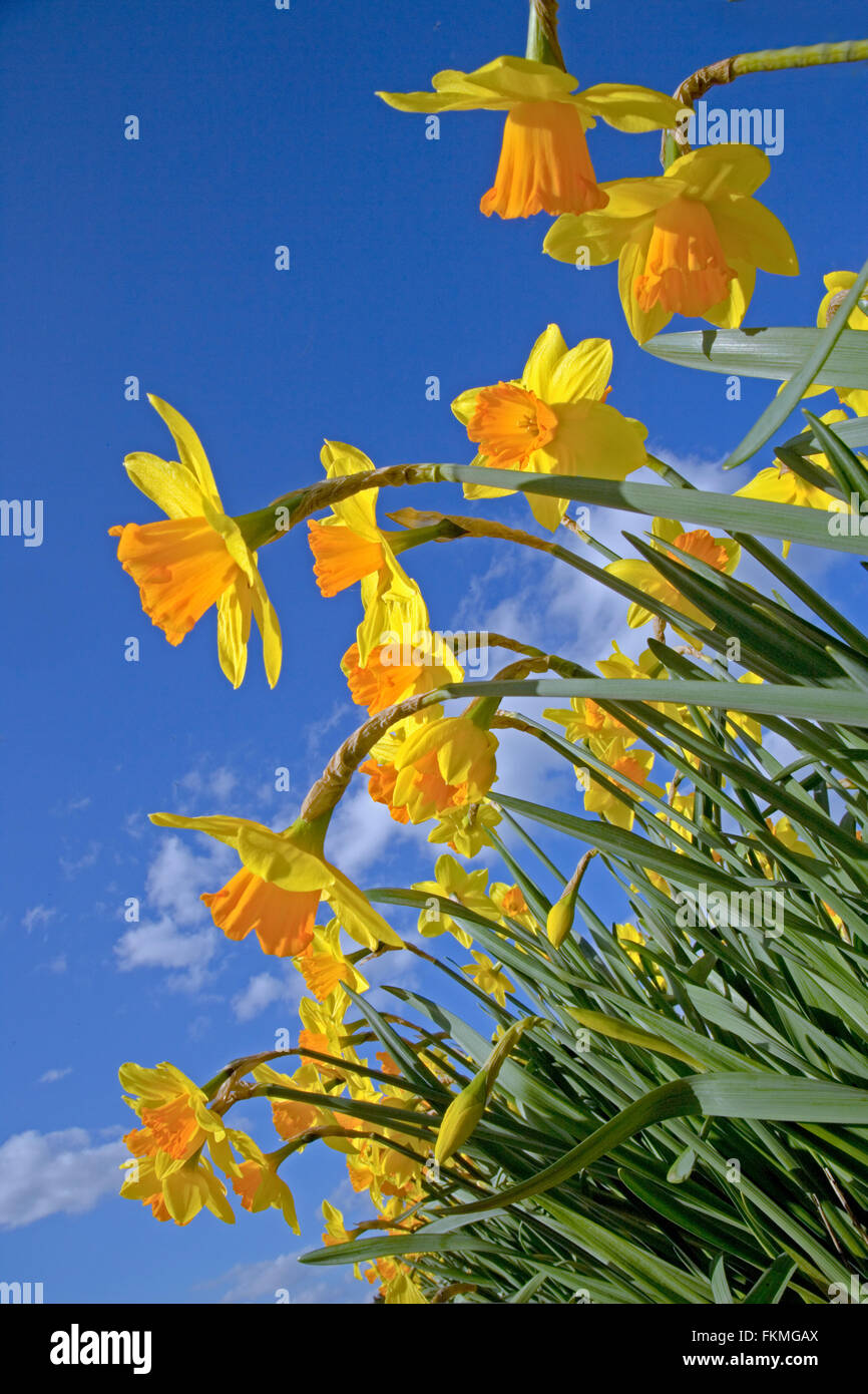 Daffodils Growing growing against blue sky in Spring Stock Photo - Alamy