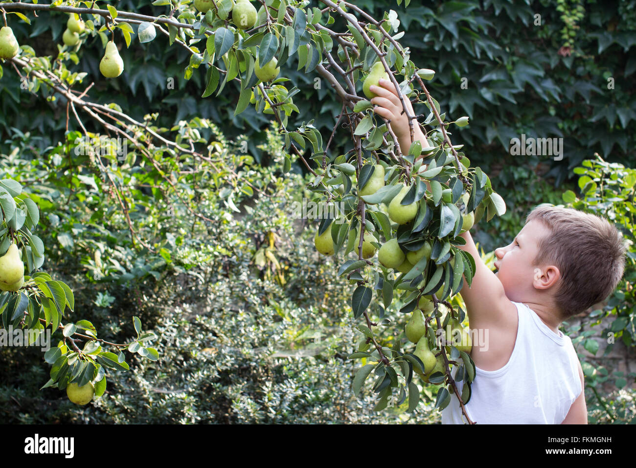 Young little boy picking pear from trea Stock Photo - Alamy