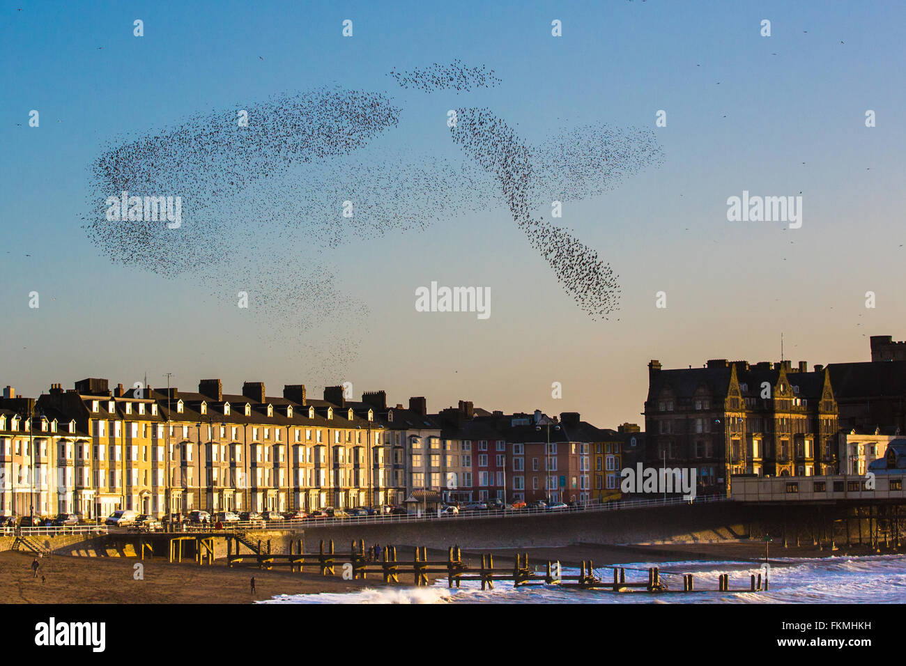 Aberystwyth, Wales, UK. 9 March 2016. Flocks or murmurations of ...