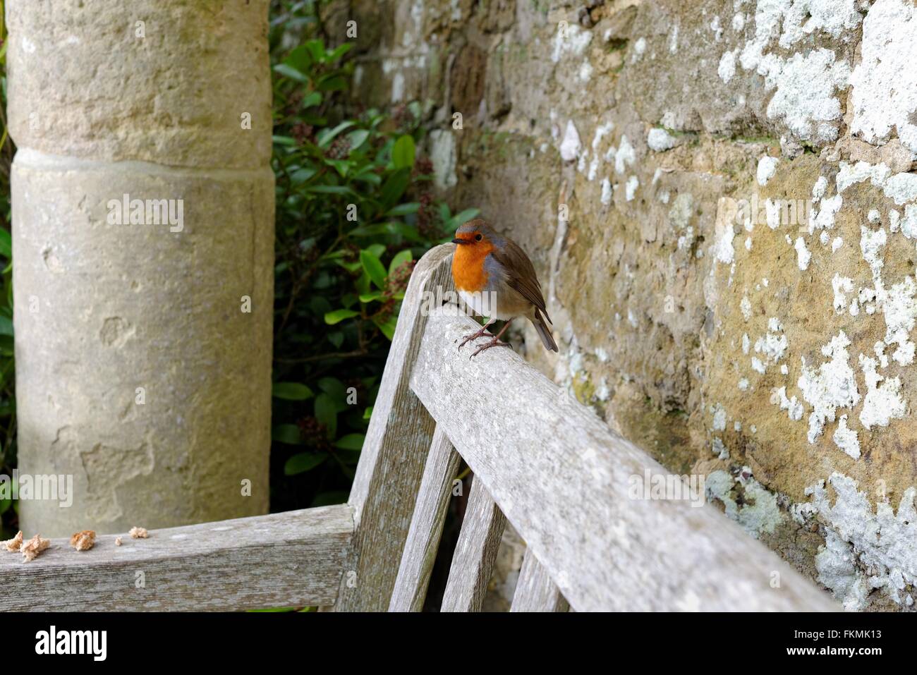 Robin garden bench hi-res stock photography and images - Alamy