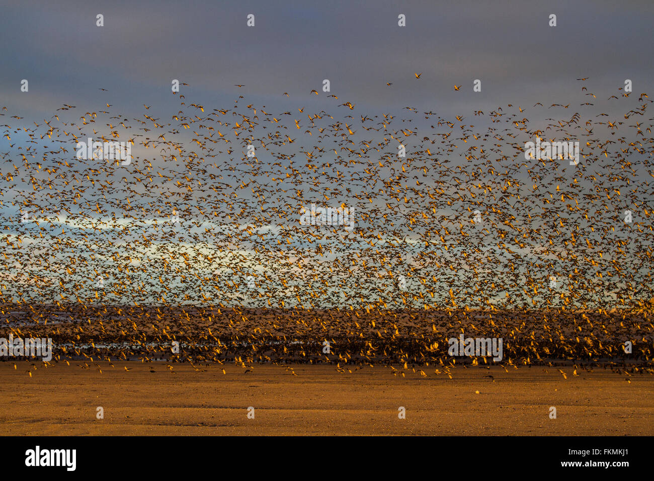 Birds in Flight, flying in the clouds flocks of Starlings at Blackpool ...