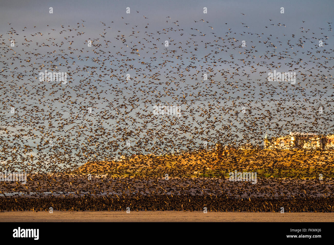 Birds in Flight, flying in the clouds flocks of Starlings at Blackpool ...
