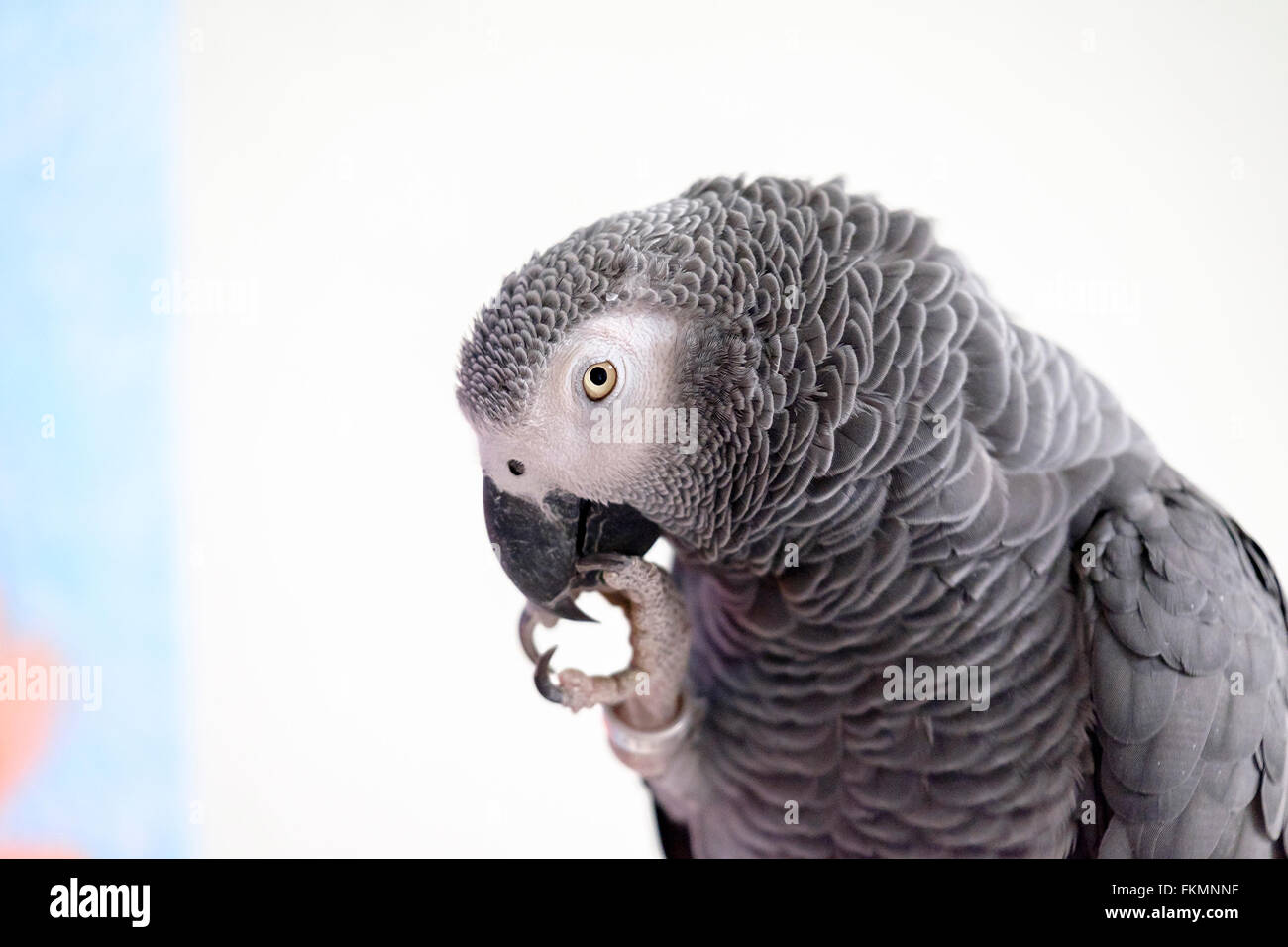 Parrot african grey bird hi-res stock photography and images - Alamy
