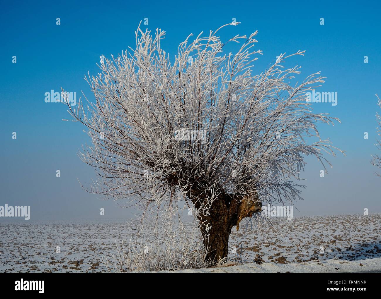 Snowy Willow Tree Night
