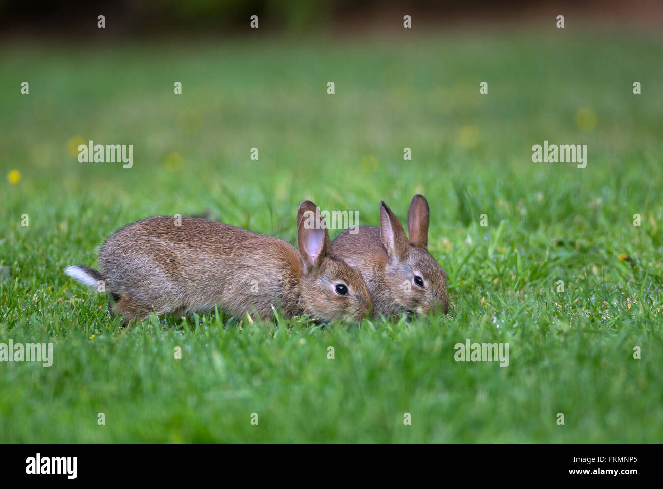 European Rabbits or Common Rabbits (Oryctolagus cunniculus), two young ...