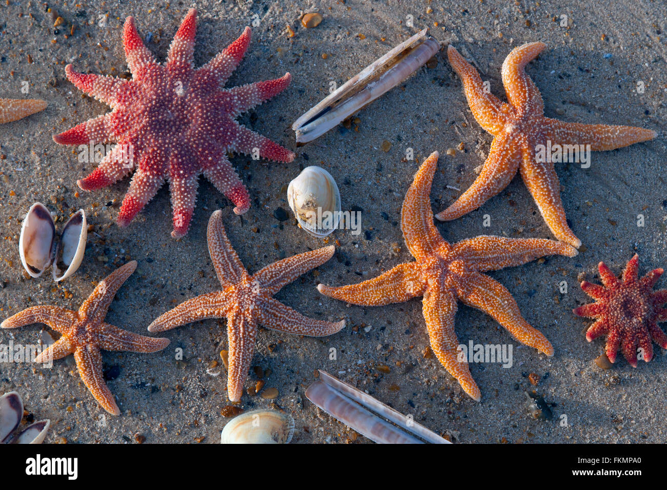 Starfish uk isolated hi-res stock photography and images - Alamy