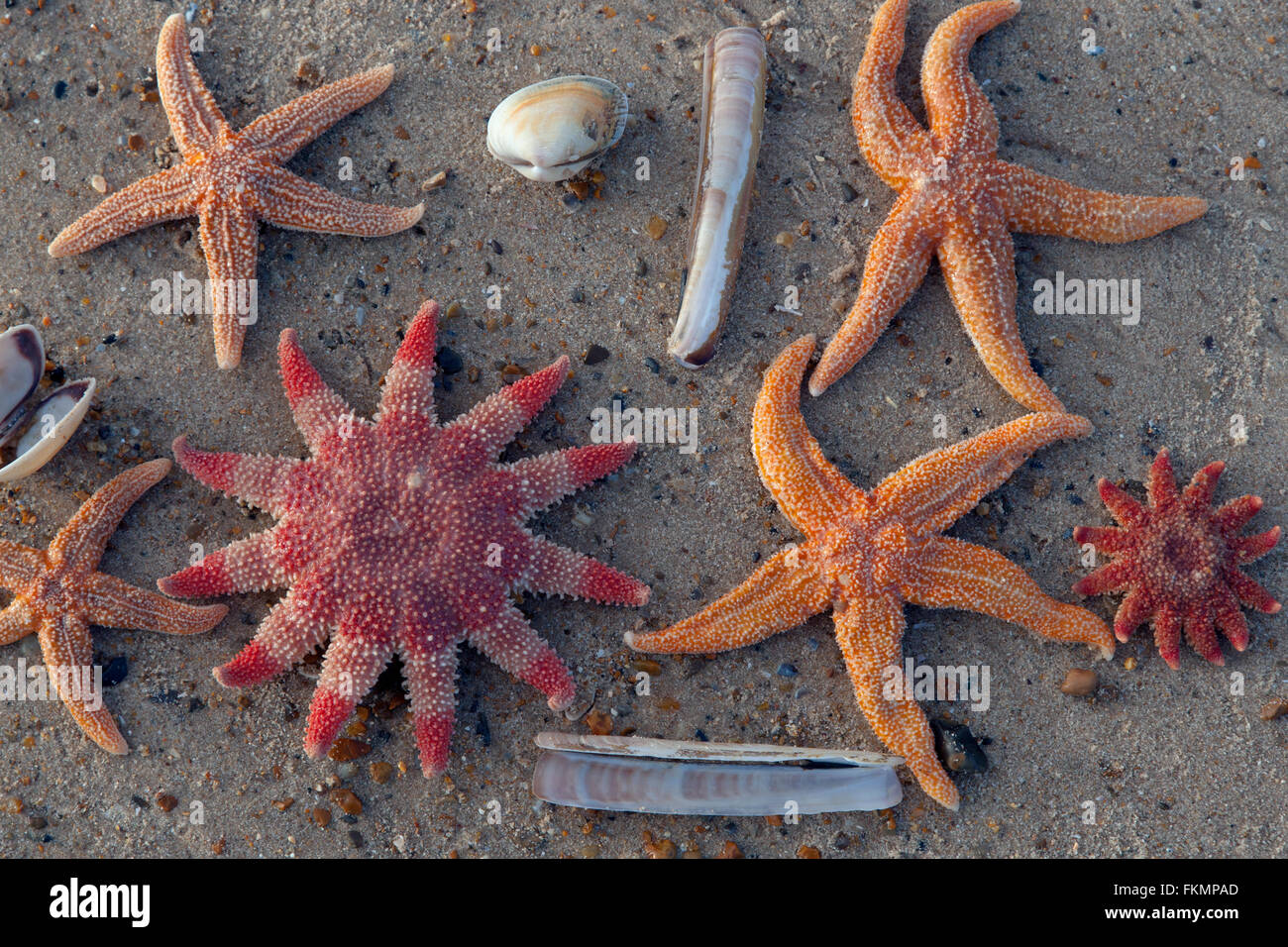 Sunstar Crossaster papposus Common Starfish and shells on Tideline ...