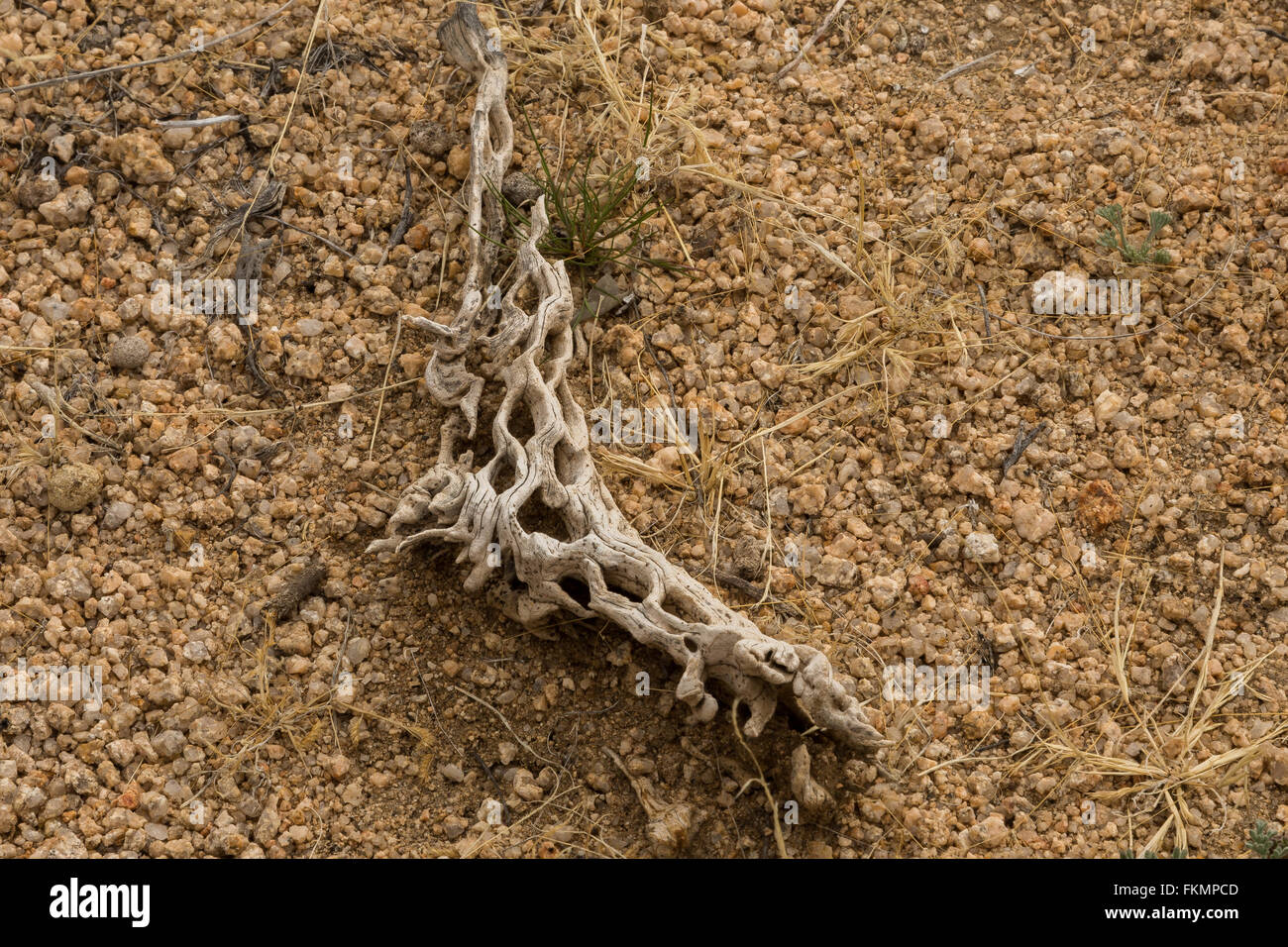 Runner desert hi-res stock photography and images - Alamy