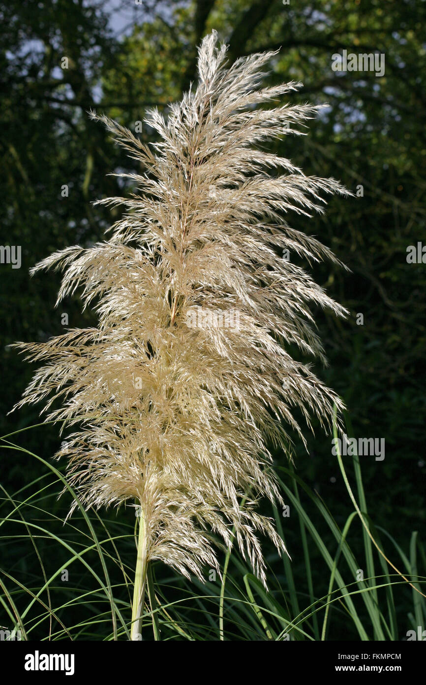 Pampus grass hi-res stock photography and images - Alamy