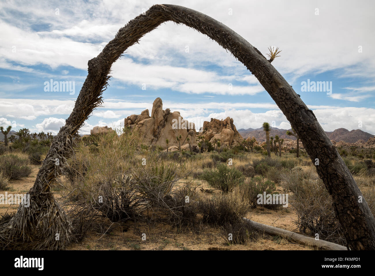 Tree archway hi-res stock photography and images - Alamy