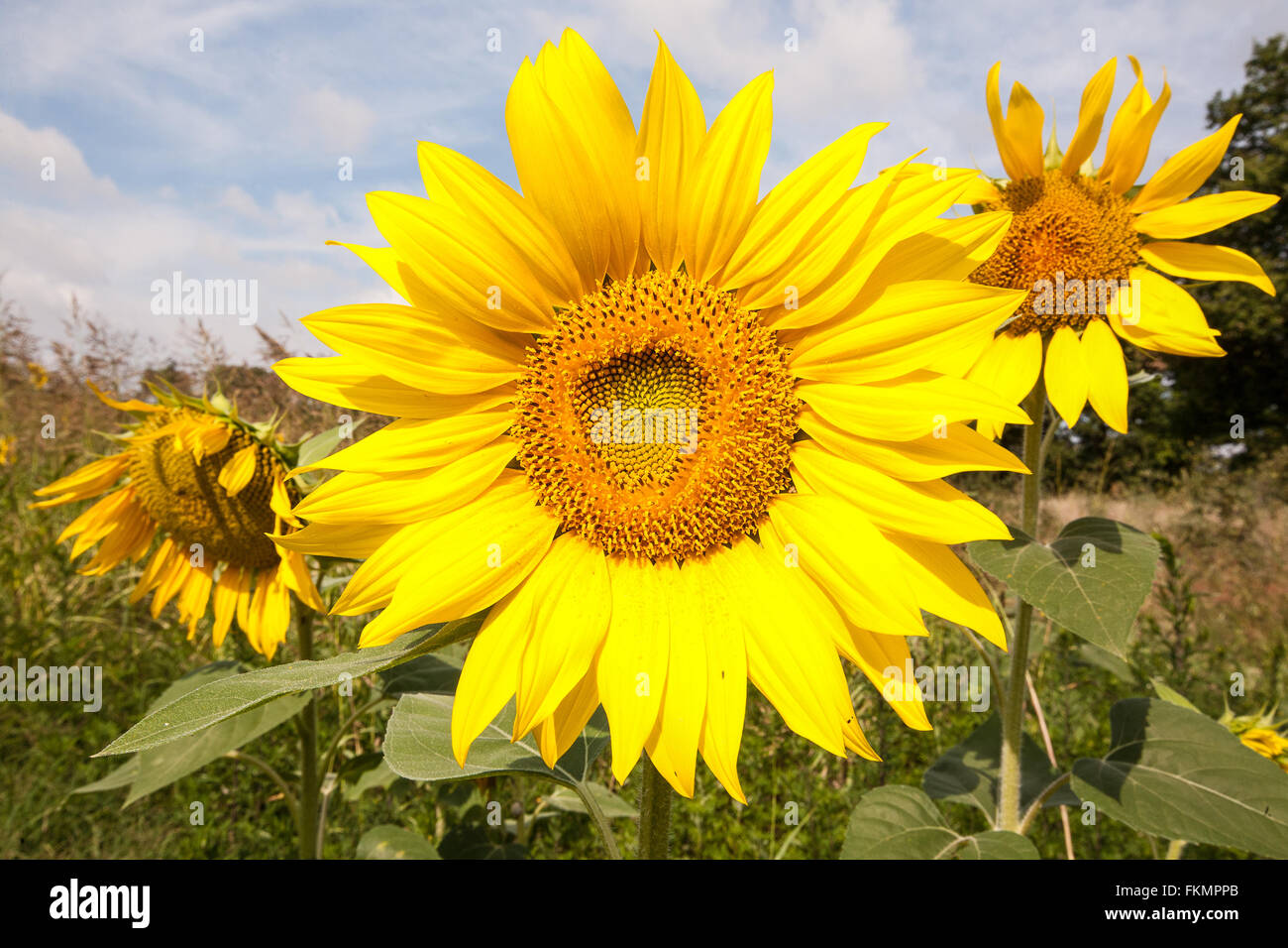 close up,detail,sunflower,Sunflowers,in field in rural countryside ...