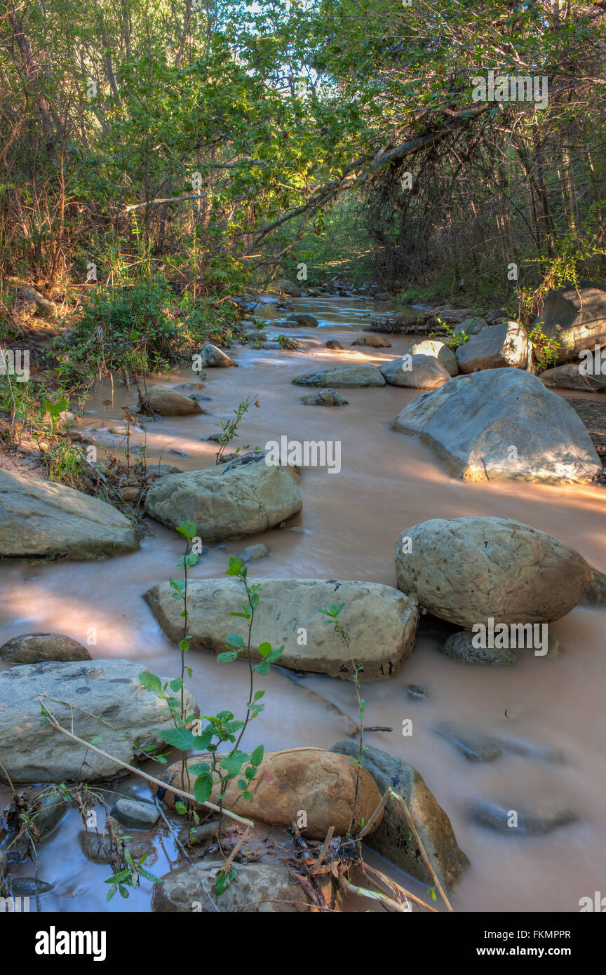 Flowing creek through the foliage Stock Photo - Alamy