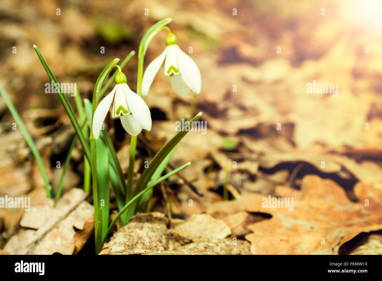snowdrop in spring with sunlight Stock Photo - Alamy
