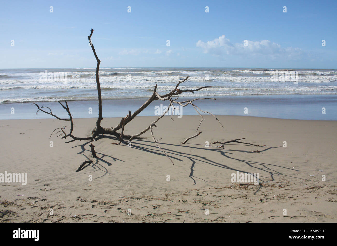 Old Tree On Beach Sand High Resolution Stock Photography and Images - Alamy