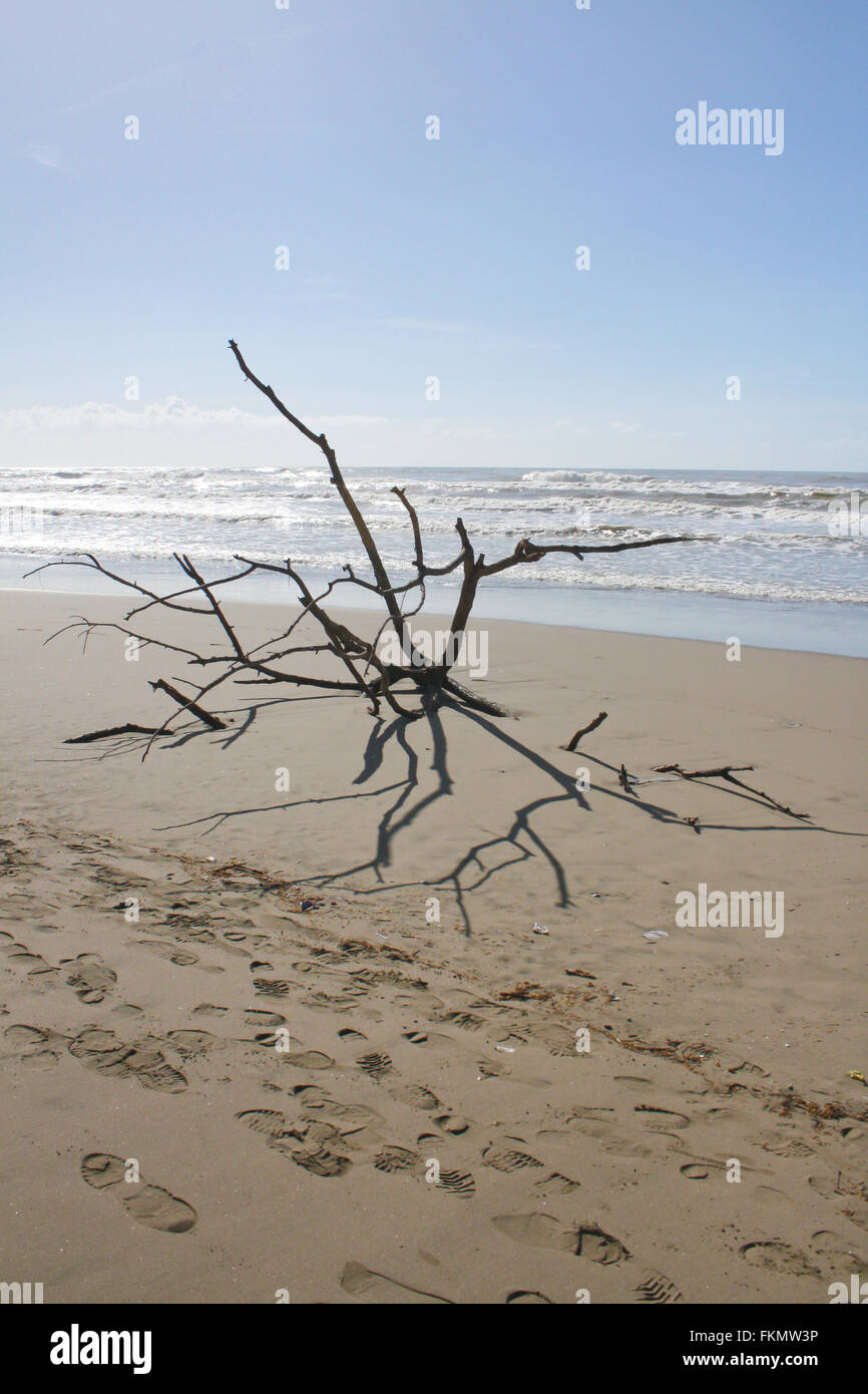 Dead old tree on the beach hi-res stock photography and images - Alamy