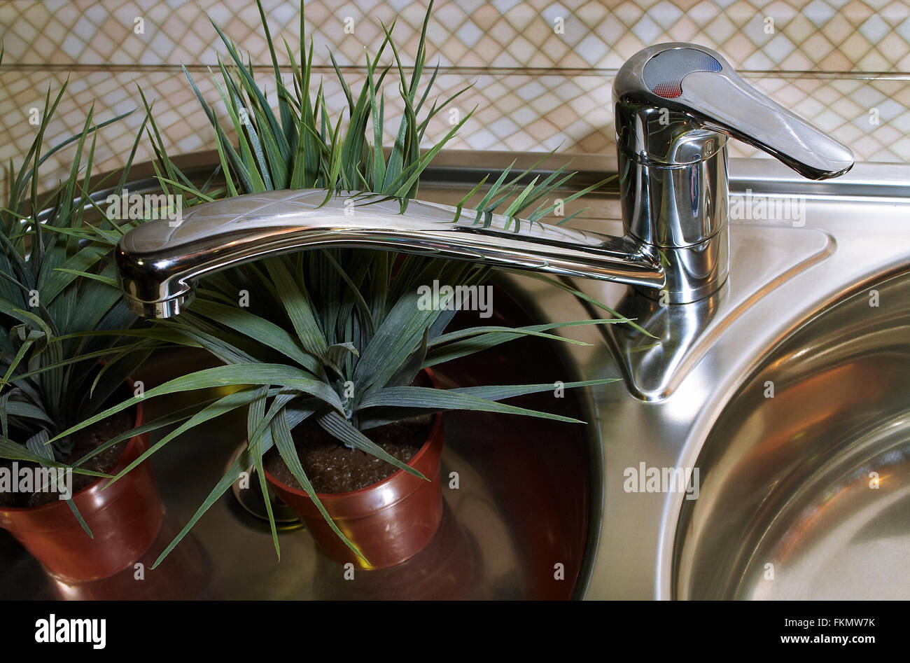 Green indoor plants in a kitchen sink Stock Photo - Alamy
