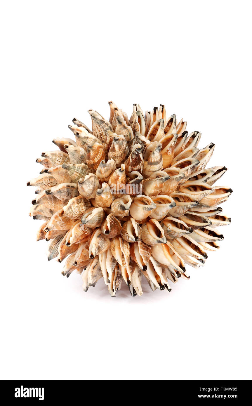 Sphere from sea shells on a white background Stock Photo - Alamy