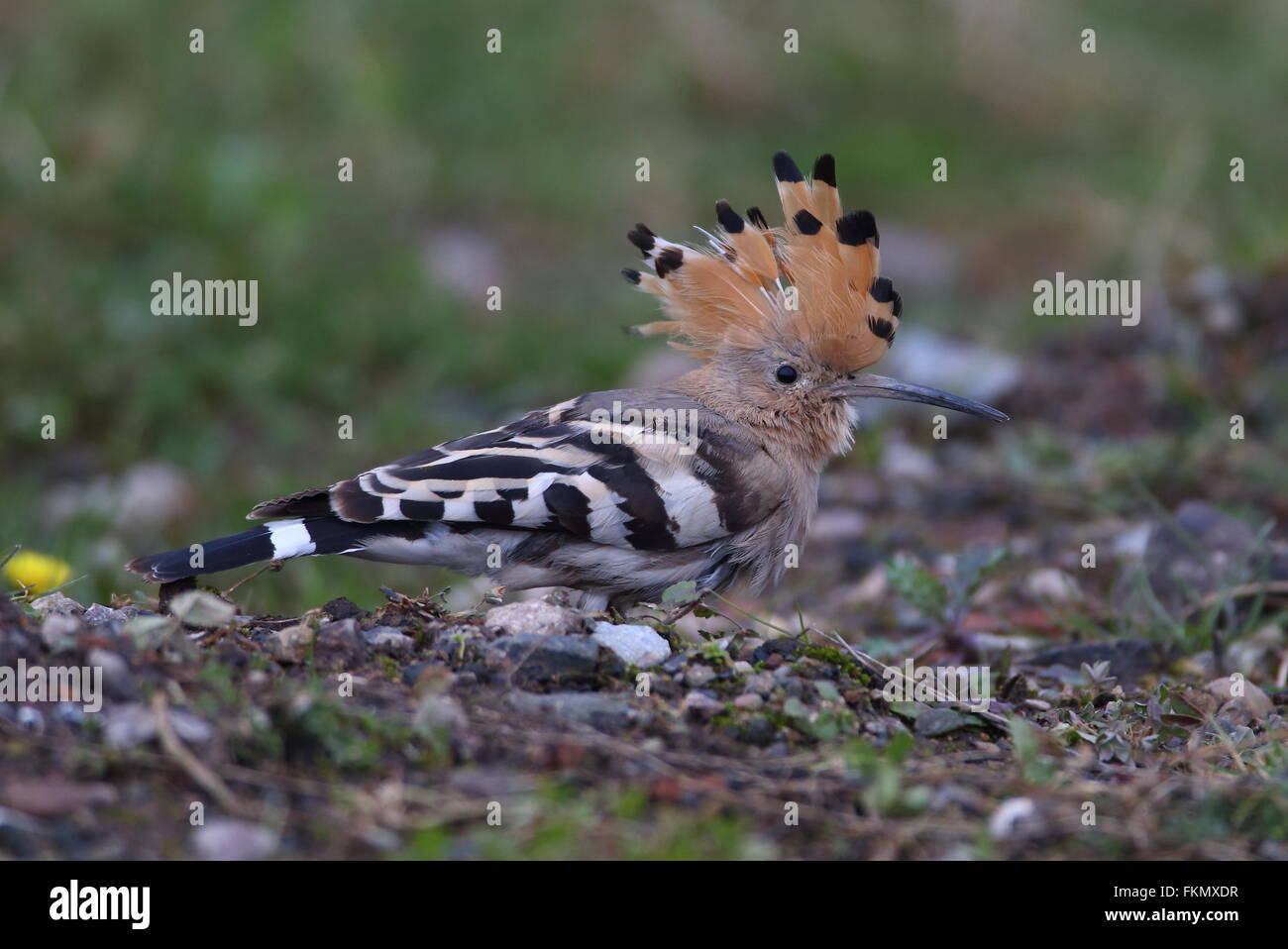 Hoopoe uk hi-res stock photography and images - Alamy