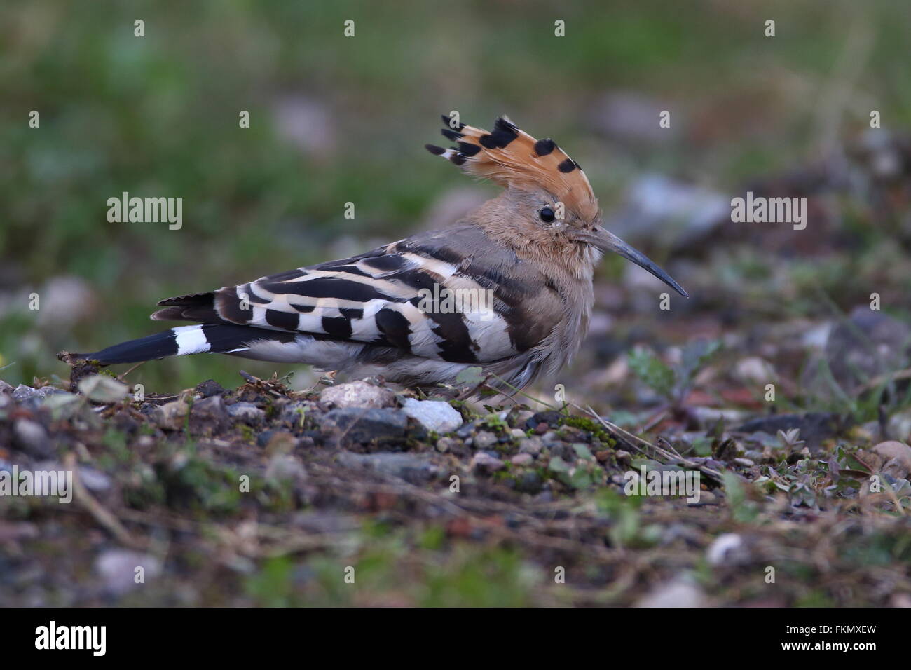 Hoopoe uk hi-res stock photography and images - Alamy