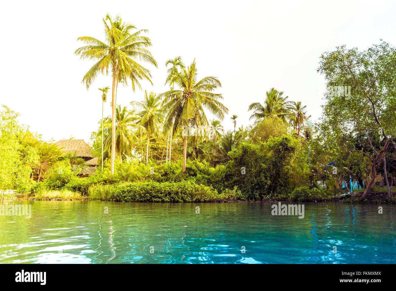Palm trees on sea shore at beautiful sunny day Stock Photo - Alamy