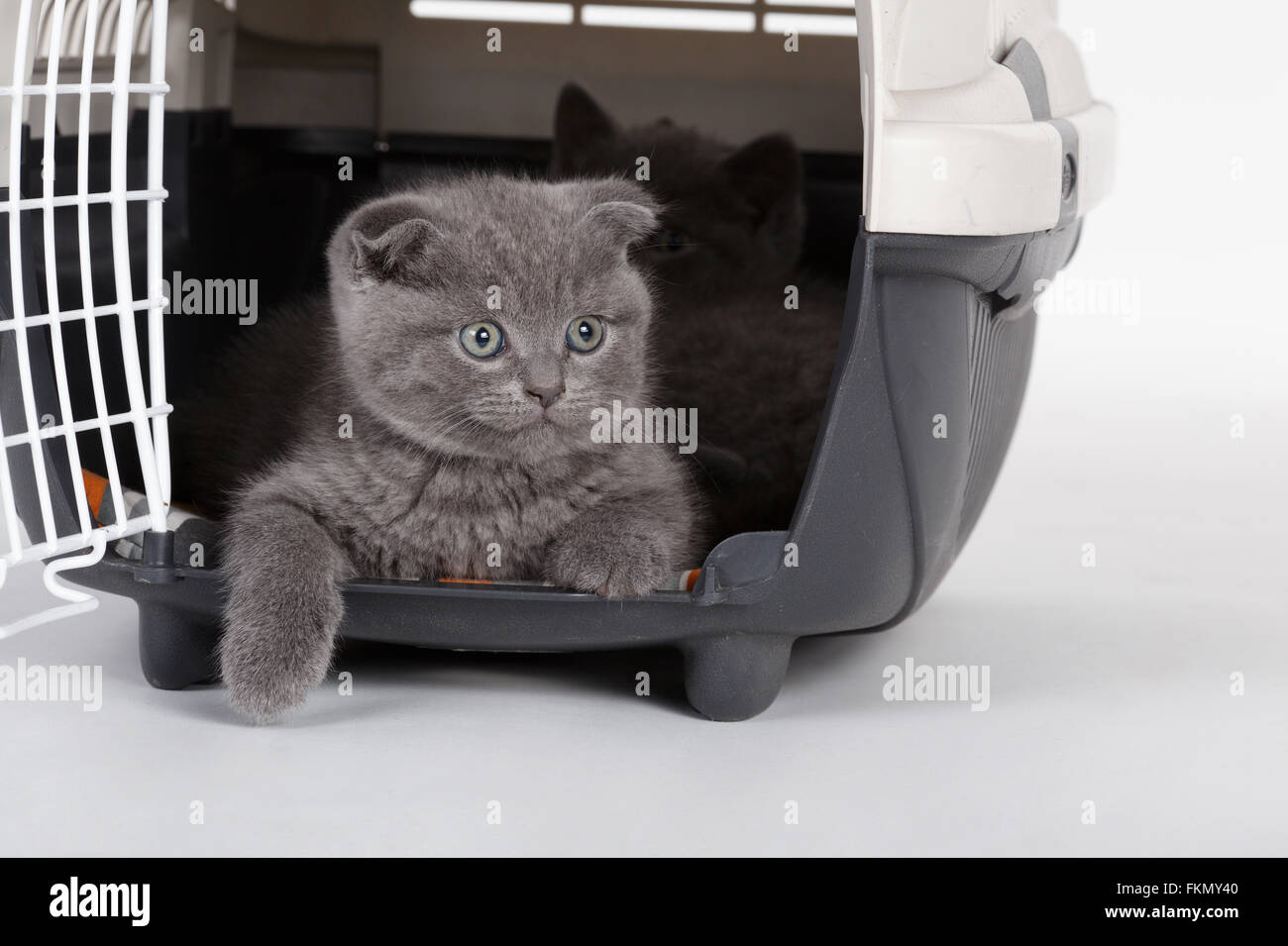 gray kittens in carrying case Stock Photo - Alamy