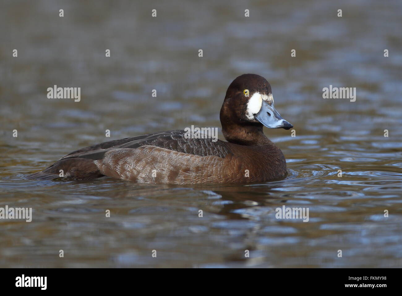 Female Greater Scaup High Resolution Stock Photography and Images - Alamy