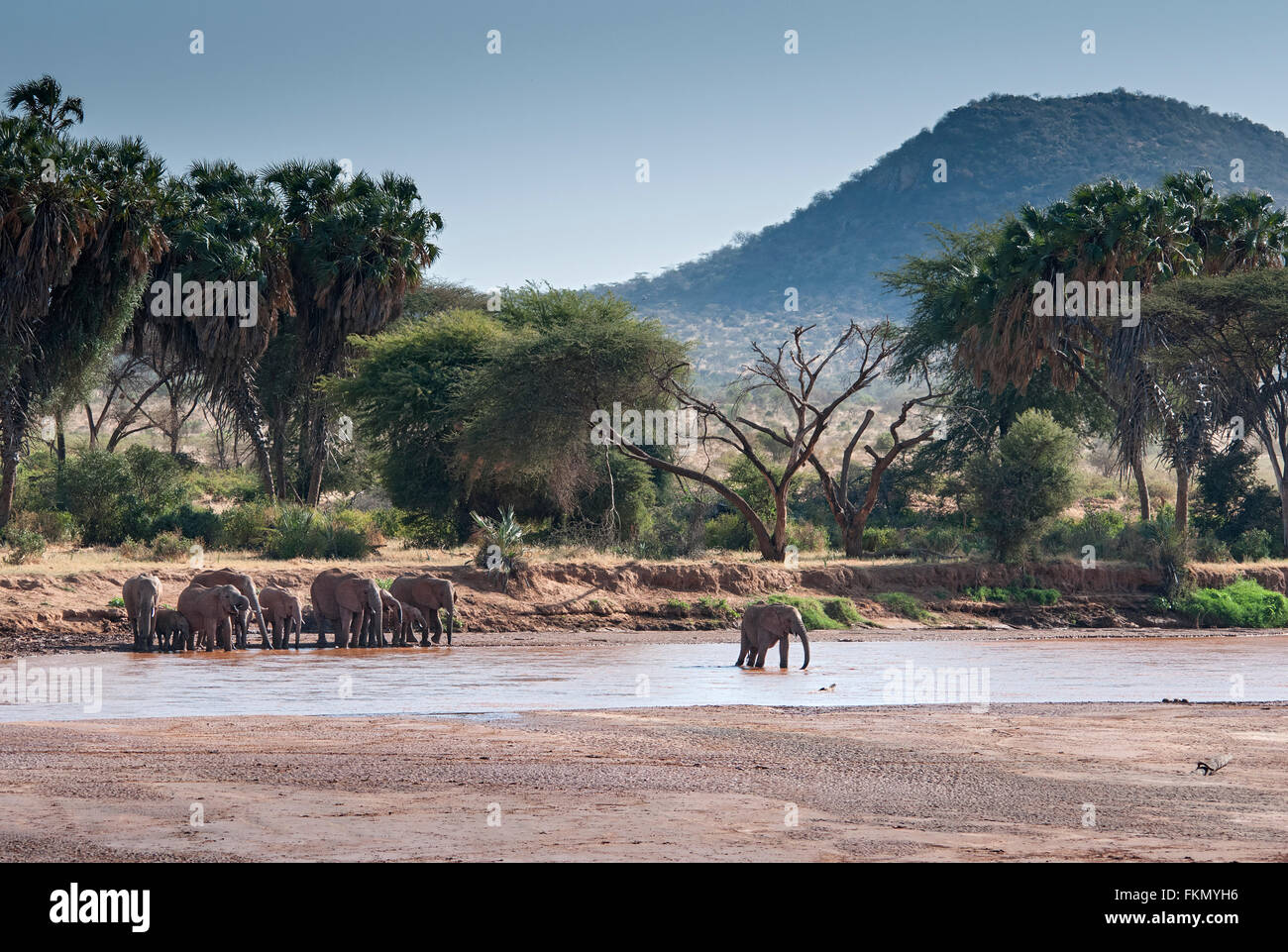 Elephants river africa hi-res stock photography and images - Alamy