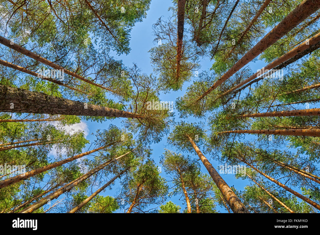 Vertical view beautiful pine forest hi-res stock photography and images ...