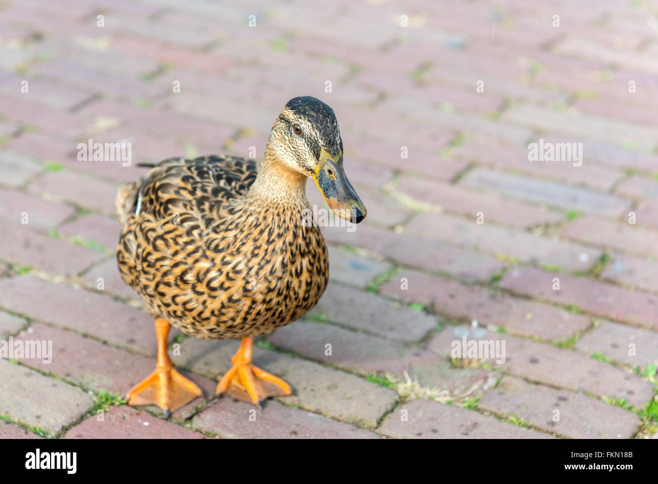 small wild duck on a pavement. horizontal shot Stock Photo - Alamy
