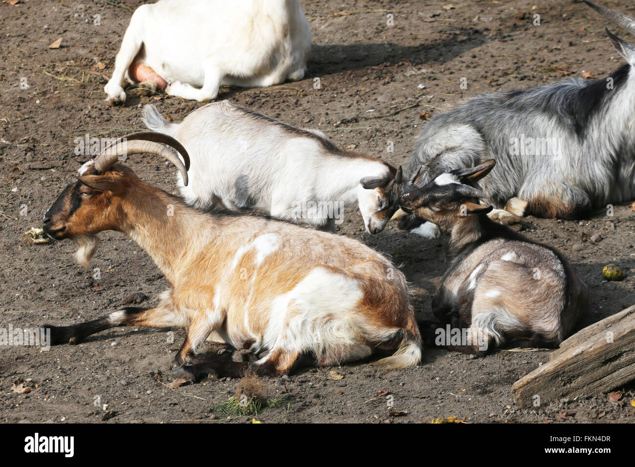 Peaceful goats sunbathing on farmyard springtime rural scene Stock ...