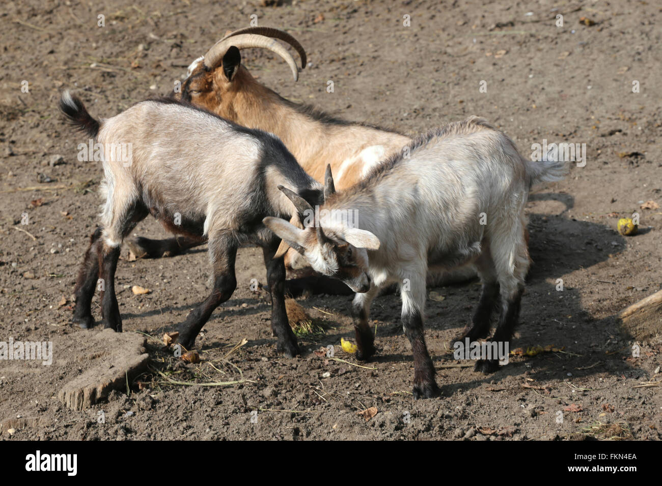 Young goatlings playing with mother outdoors rural scene Stock Photo ...