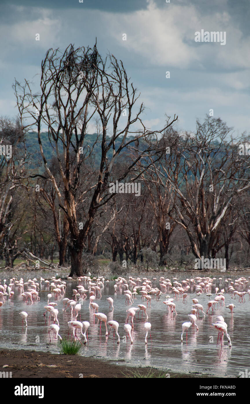 Flock of Lesser Flamingos (Phoeniconaias minor) on Lake Nakuru, Lake ...