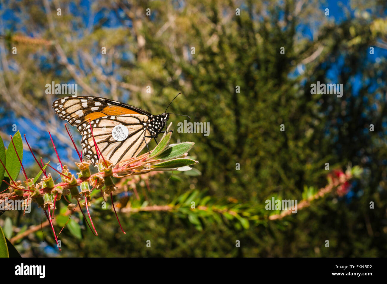 A tagged Monarch Butterfly as part of a migration tracking program in ...