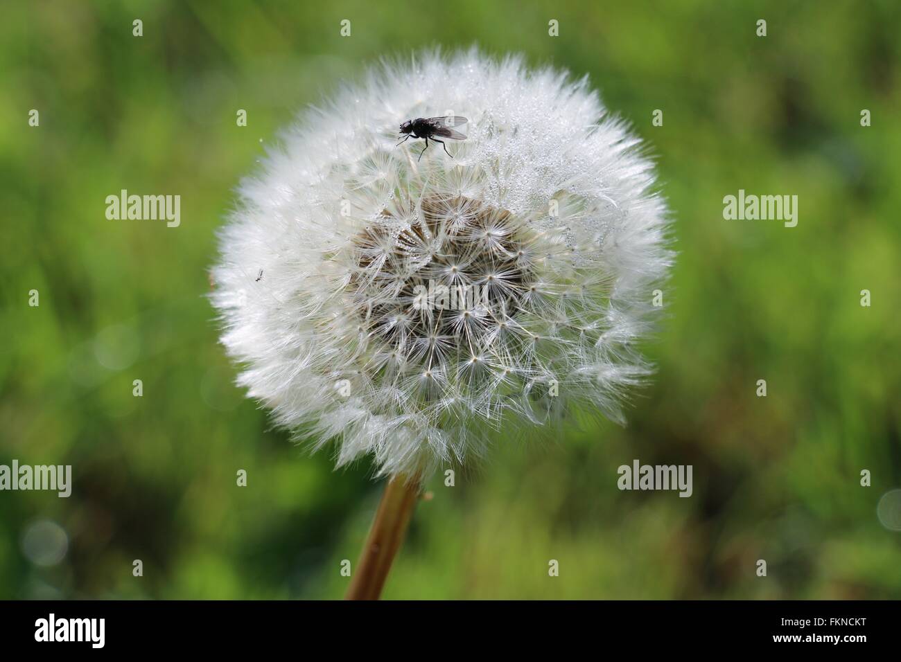 Small black fly on a fluffy white dandelion seed head, Taraxacum ...
