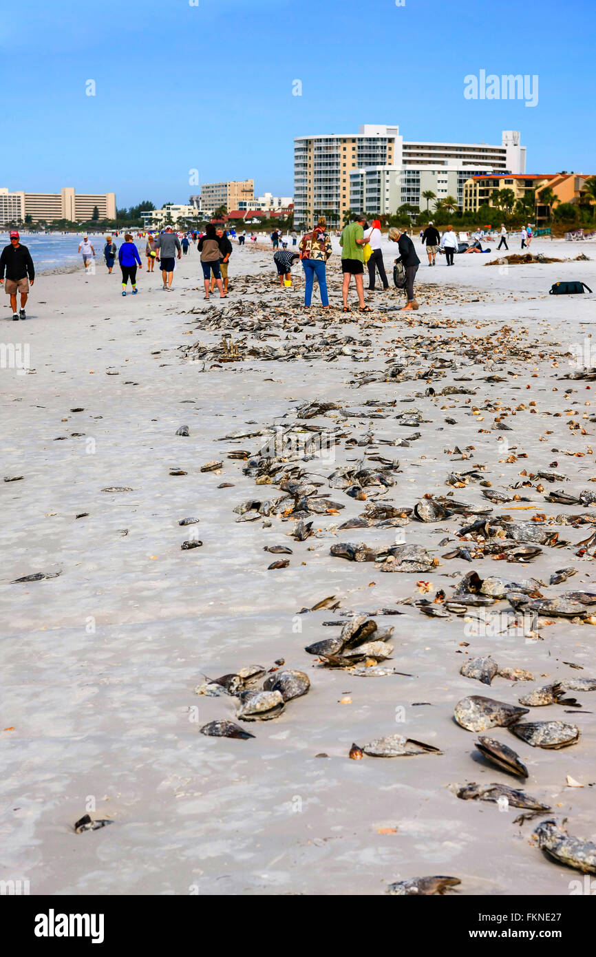 View of Siesta Key beach in Sarasota Florida after a high tide and ...