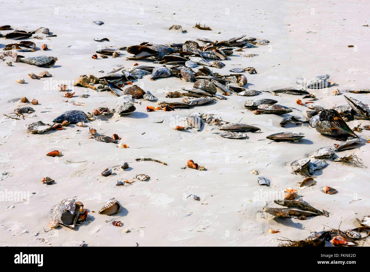 Object washed up on the shore hi-res stock photography and images - Alamy