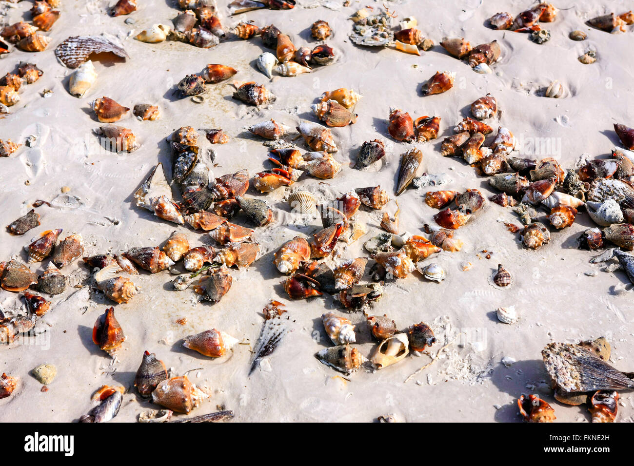 Close up view of some of the thousands of seashells that washed up on ...