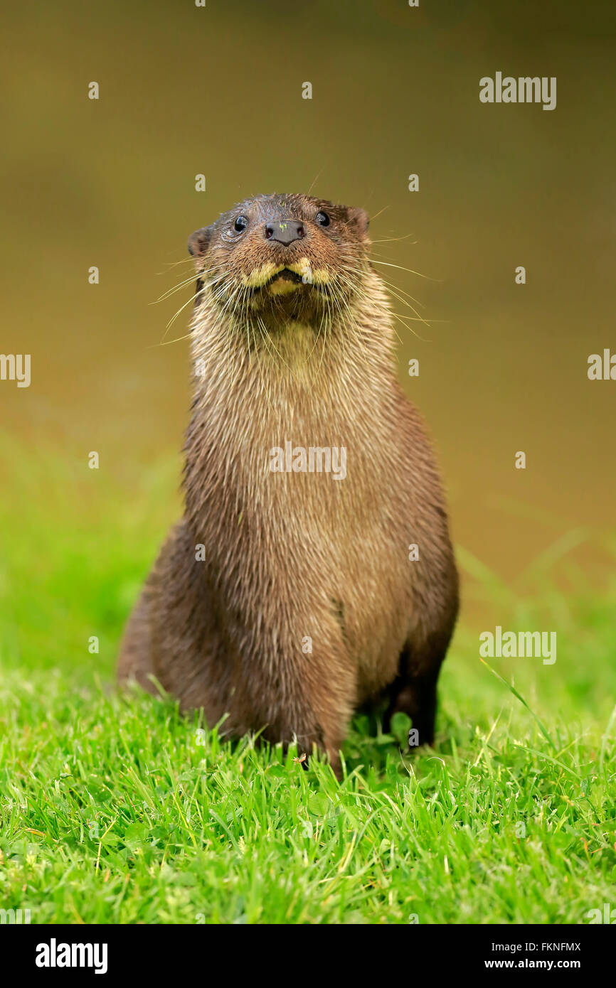 European otter, Surrey, England, Europe / (Lutra lutra Stock Photo - Alamy