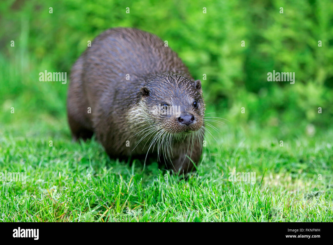European otter, Surrey, England, Europe / (Lutra lutra Stock Photo - Alamy