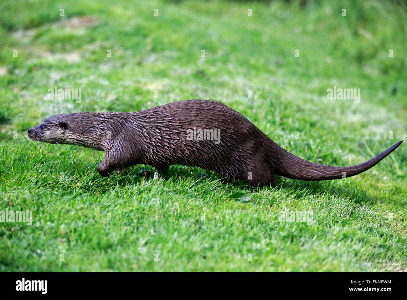 European otter, Surrey, England, Europe / (Lutra lutra Stock Photo - Alamy