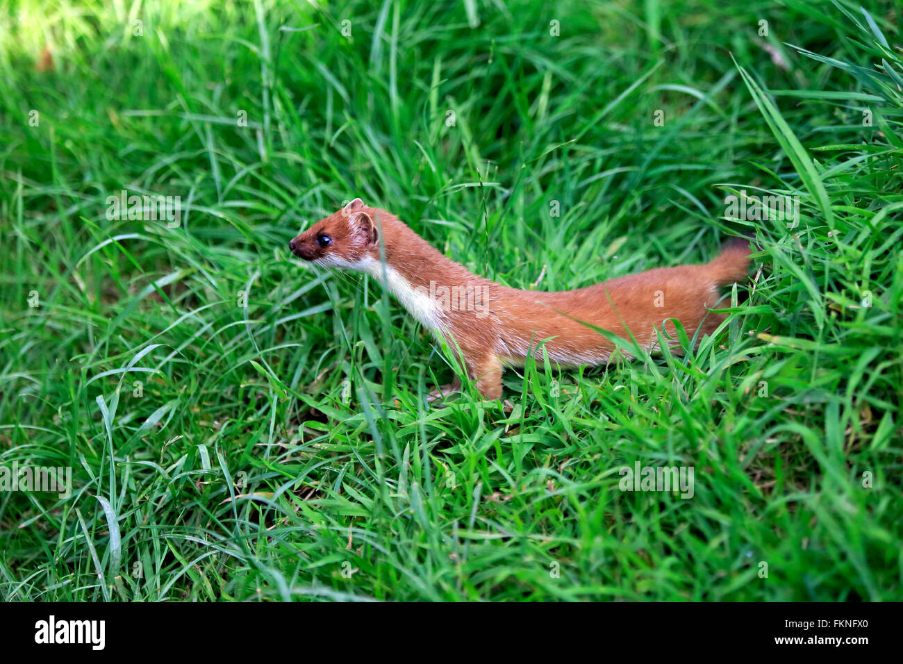Stoat, short-tailed weasel, Surrey, England, Europe / (Mustela erminea ...