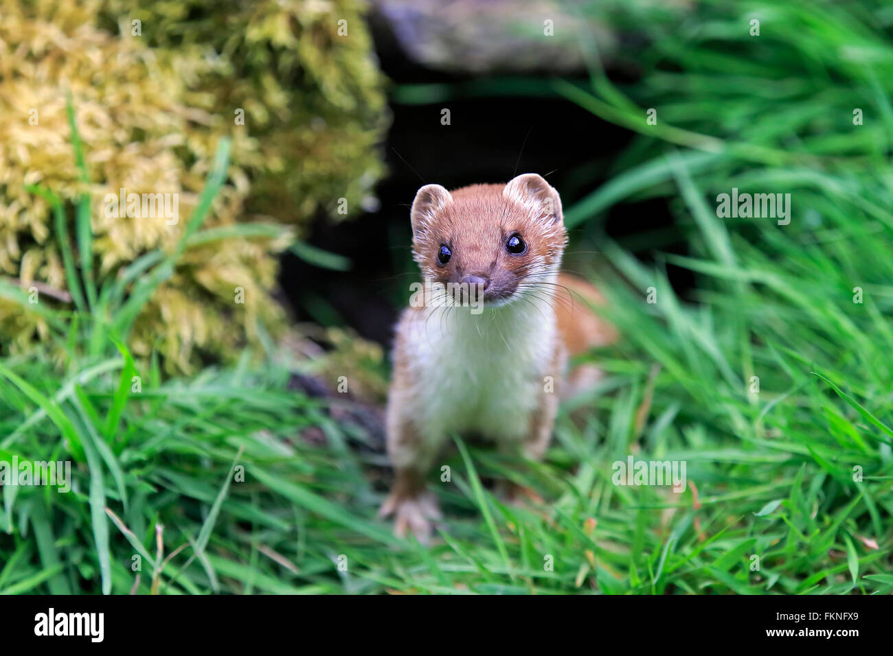 Stoat, short-tailed weasel, Surrey, England, Europe / (Mustela erminea ...