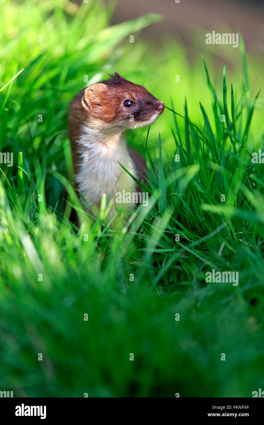 Stoat, short-tailed weasel, Surrey, England, Europe / (Mustela erminea ...