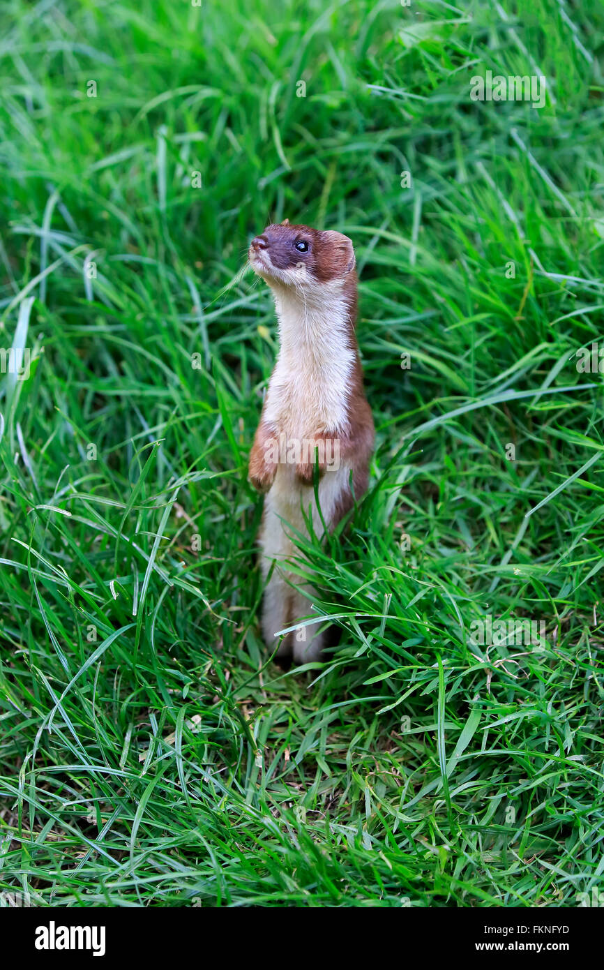 Stoat, short-tailed weasel, Surrey, England, Europe / (Mustela erminea ...