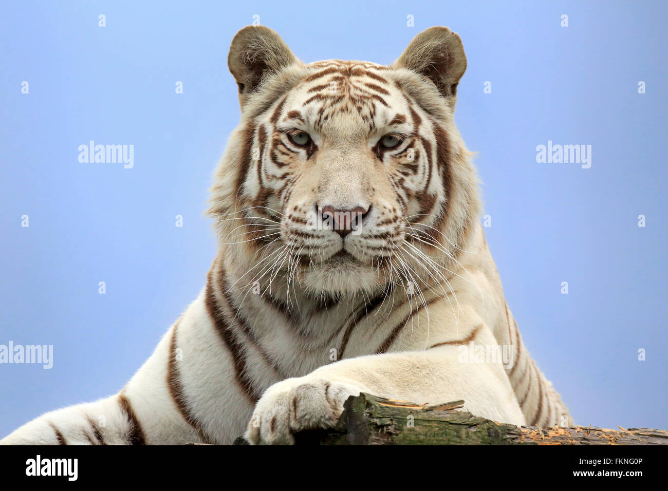 White tiger images hi-res stock photography and images - Alamy