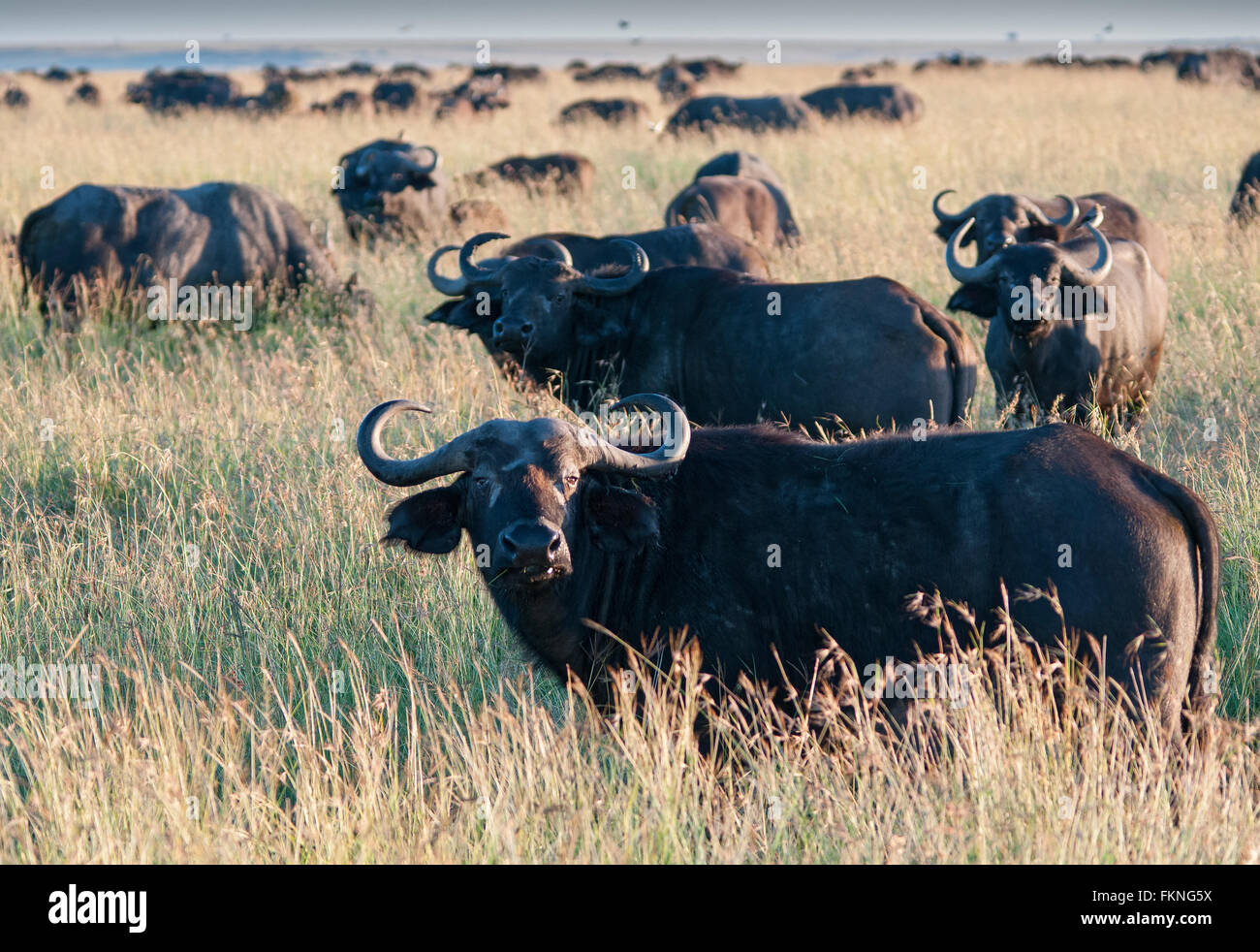 Herd of Cape Buffalo (Syncerus caffer), Masai Mara National Reserve ...
