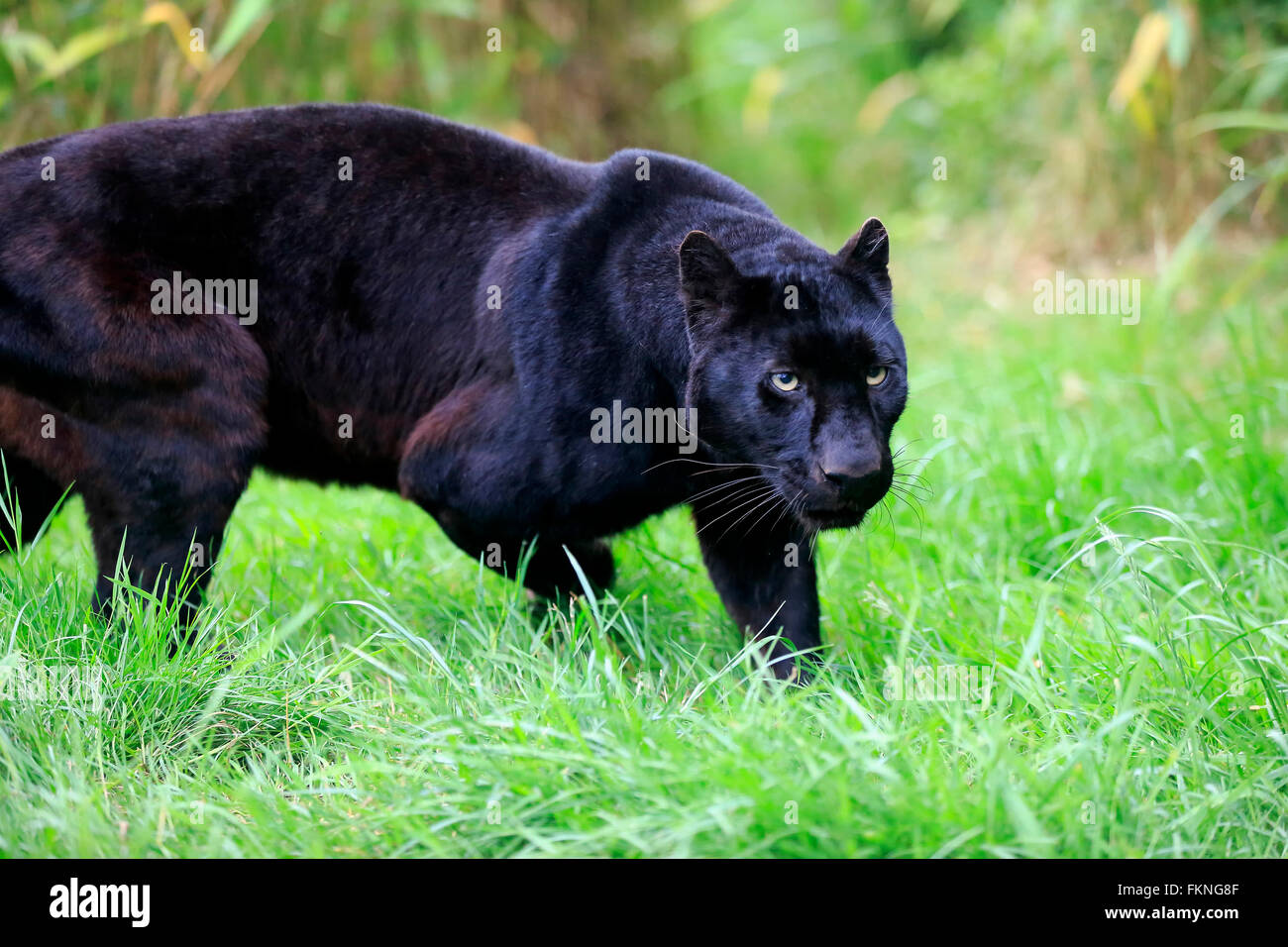 Leopard, black panther, Africa / (Panthera pardus Stock Photo - Alamy