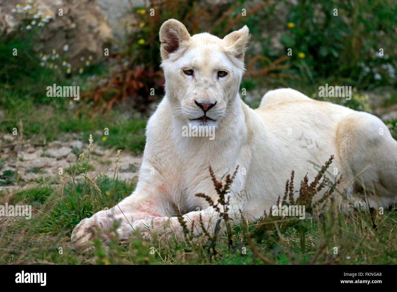 Lion, White Form, lioness, Africa / (Panthera leo Stock Photo - Alamy