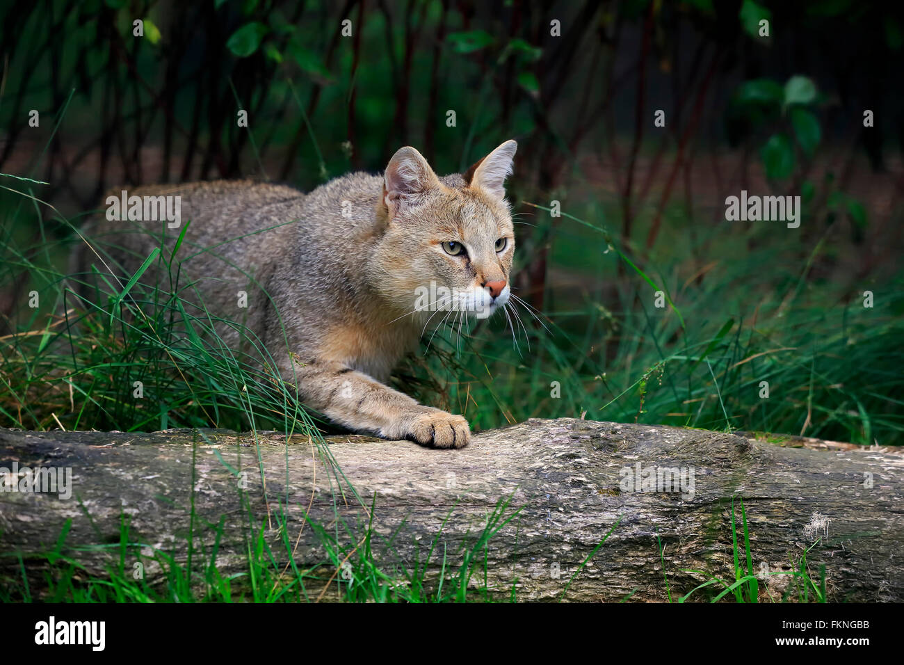 Jungle Cat, Swamp Cat, Asia / (Felis chaus Stock Photo - Alamy
